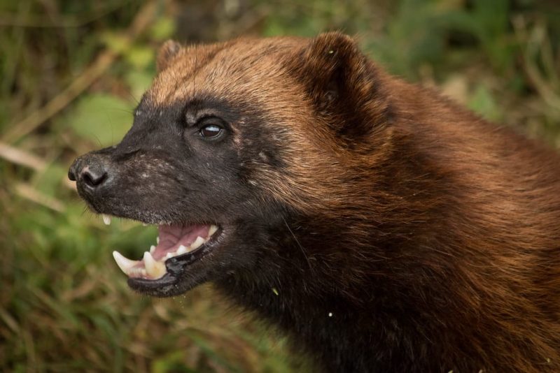 34 Animals With Claws and Their Pictures