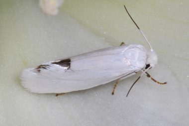 21 Types of Moths in Florida (With Pictures)