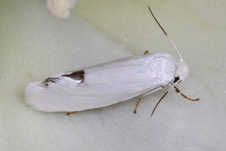 21 Types of Moths in Florida (With Pictures)