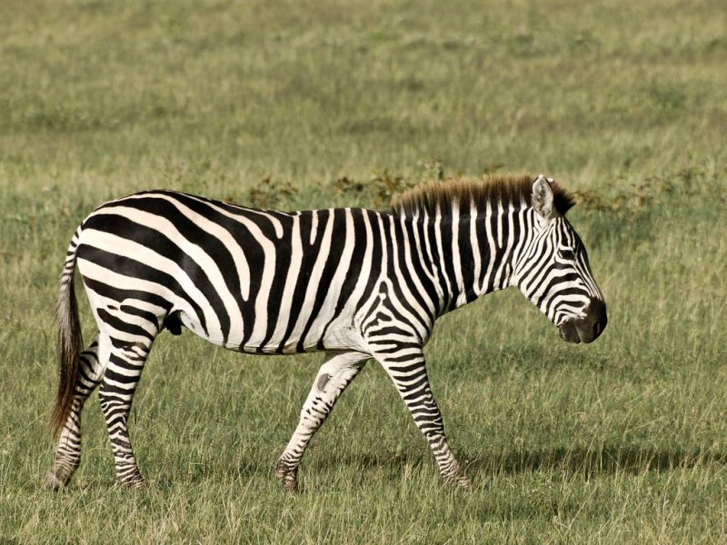 42 Animals With Stripes and Their Pictures