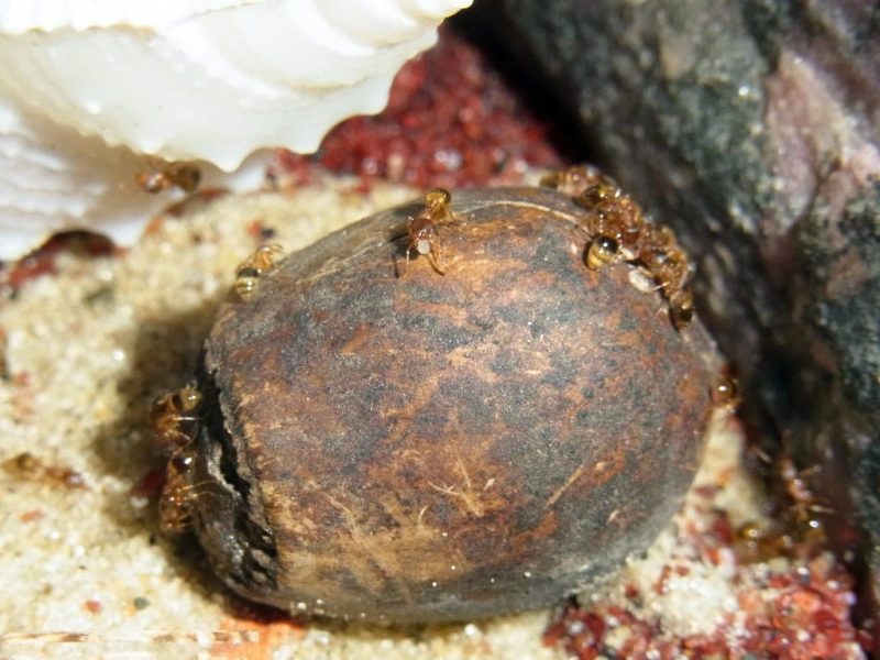 23 Types of Ants in Pennsylvania