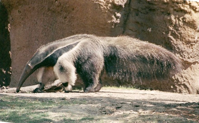 25 Animals That Eat Ants and Their Pictures