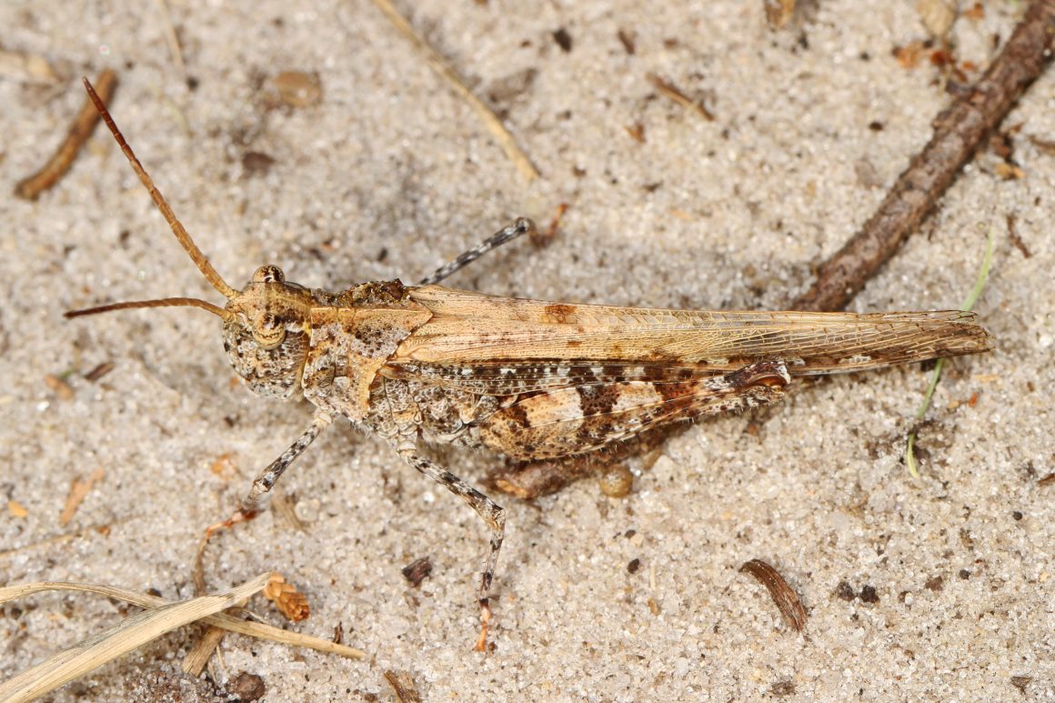 9 Different Types of Grasshoppers (With Pictures)