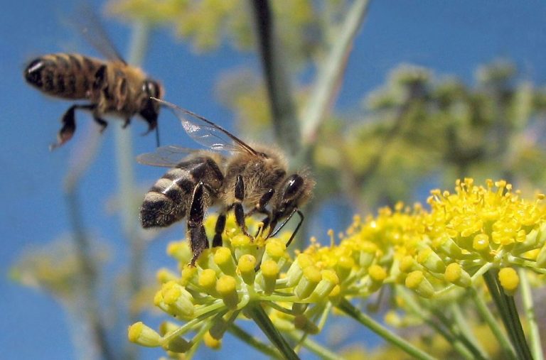 10 Animals That Eat Their Mates