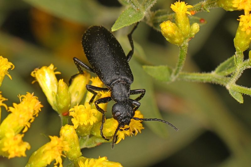 30 Types of Beetles in Montana