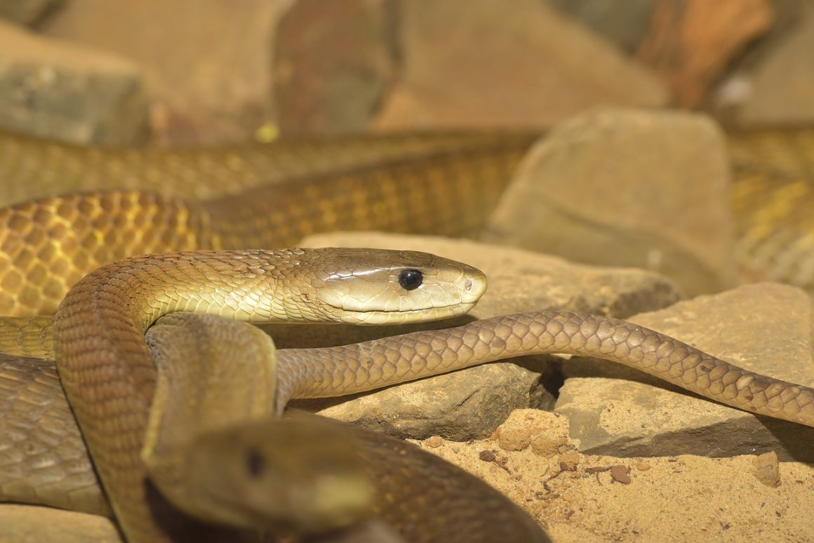 9 Fastest Snakes in the World (With Pictures)