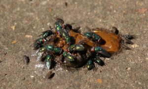25 Animals That Eat Carrion