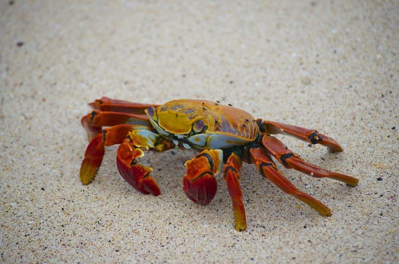 17 Animals With Shells and Their Pictures