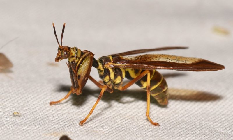 25 Different Types of Flies in Oklahoma (With Pictures)