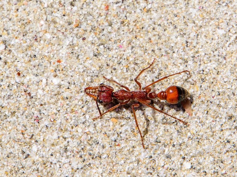 7 Types of Ants for Ant Farms