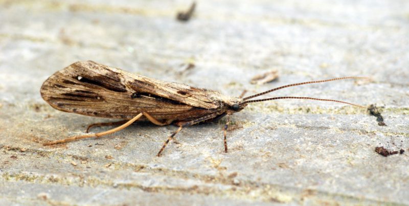 36 Different Types of Flies in Oregon