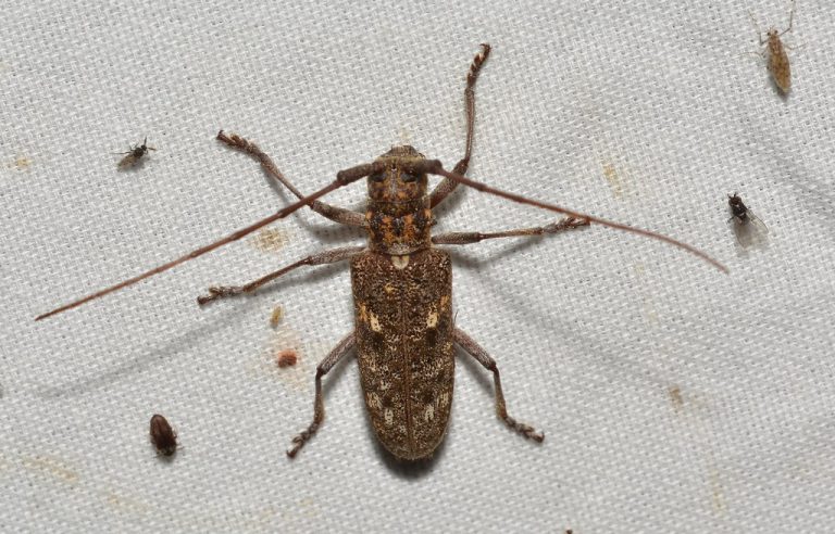 32 Different Types of Beetles in Oklahoma (With Pictures)