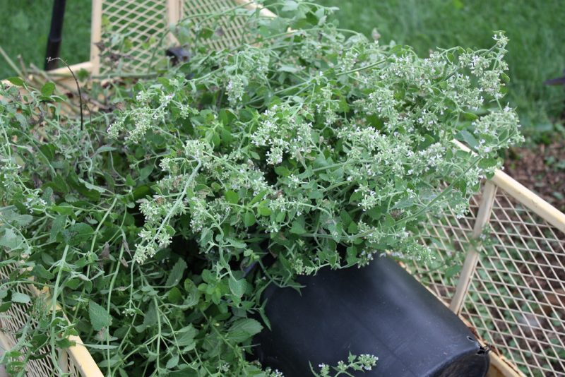 11 Plants That Repel Scorpions From Your Home