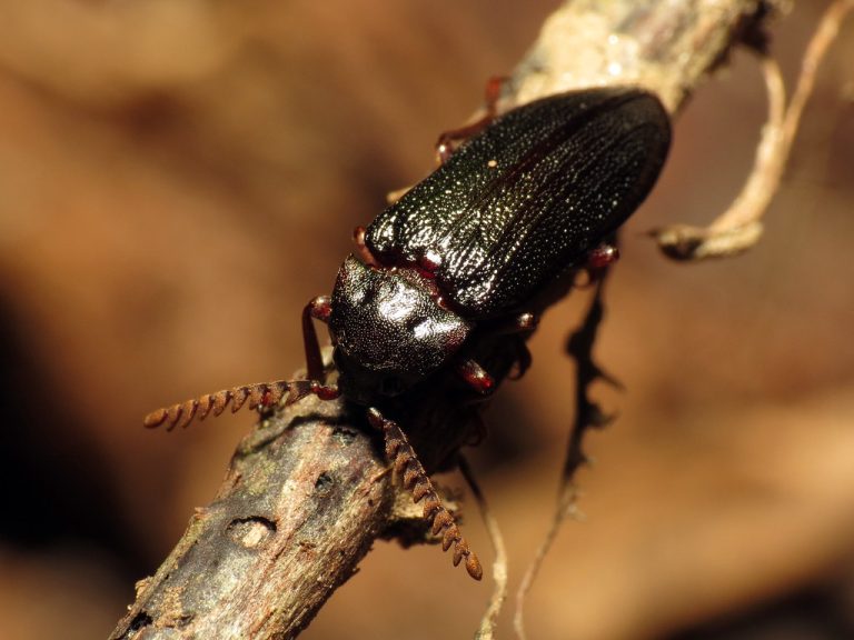 32 Different Types of Beetles in Oklahoma (With Pictures)