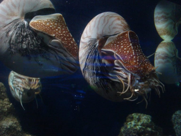 17 Animals With Shells and Their Pictures