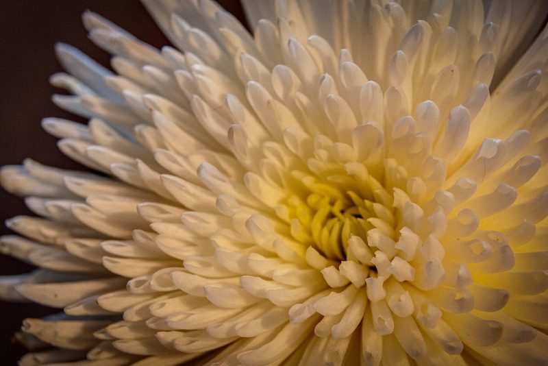 11 Plants That Repel Scorpions From Your Home