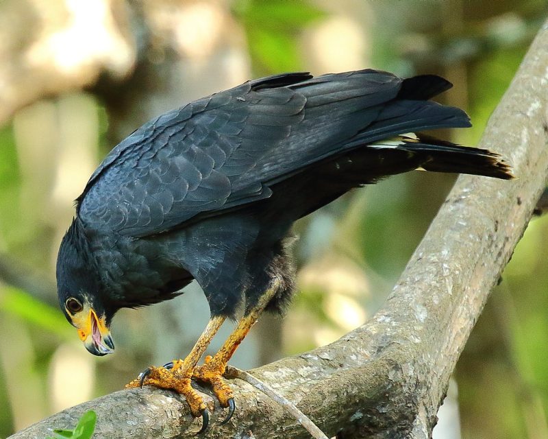 17 Different Types of Hawks in North America (With Pictures)
