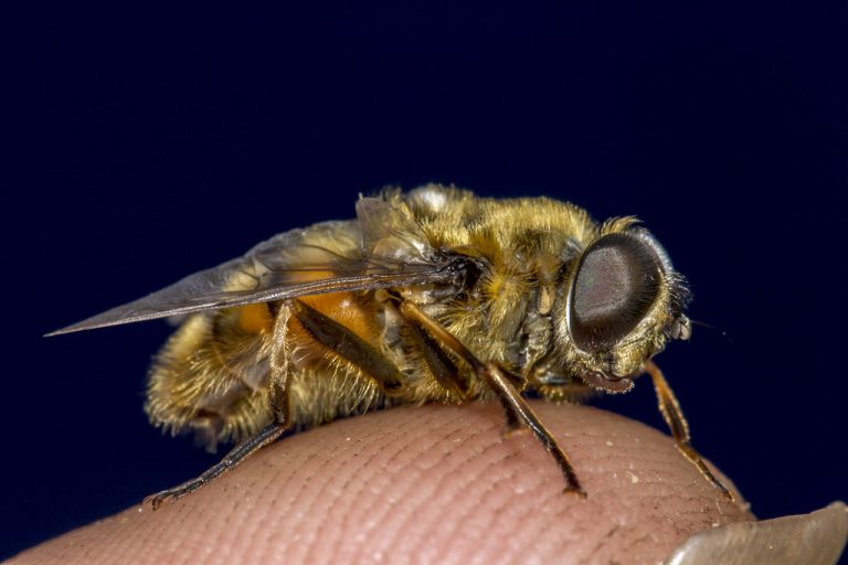 21 Different Types of Flies in Pennsylvania