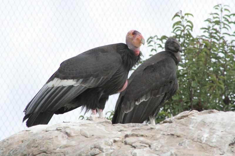 25 Animals That Eat Carrion