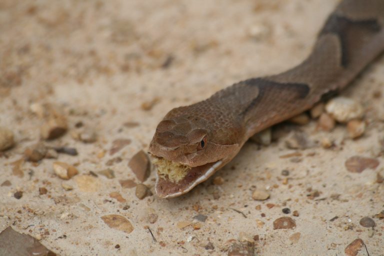 11 Snakes With the Biggest Heads in the World