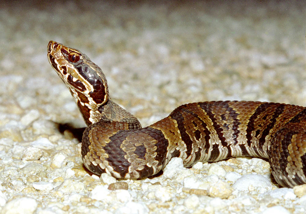 9 Fastest Snakes in the World (With Pictures)