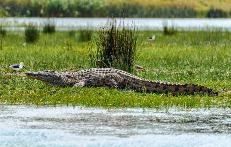 25 Animals That Eat Carrion