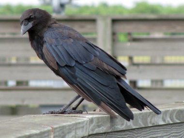 25 Animals That Eat Carrion