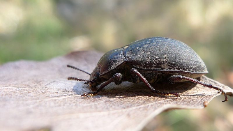 11 Different Types of Beetles in Georgia