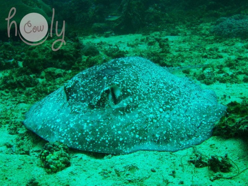 12 Different Types of Rays (With Pictures)