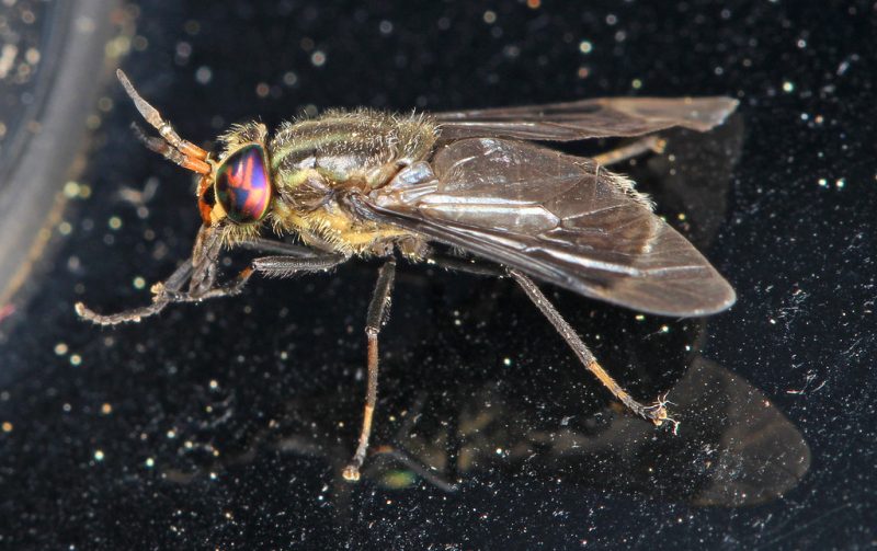 25 Different Types of Flies in Oklahoma (With Pictures)