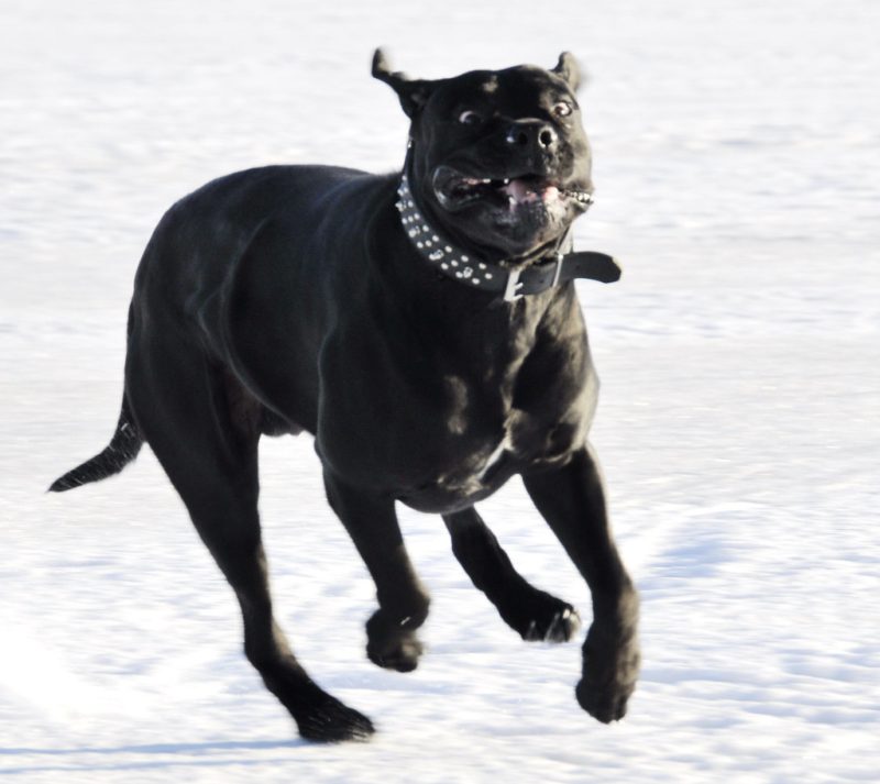21 Dog Breeds With the Strongest Bite Force (With Psi)