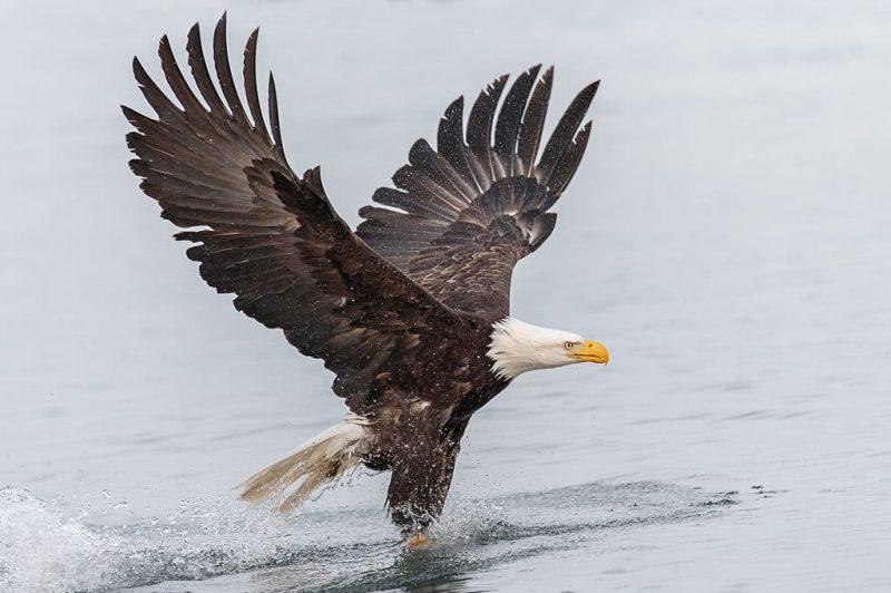 25 Animals That Eat Carrion
