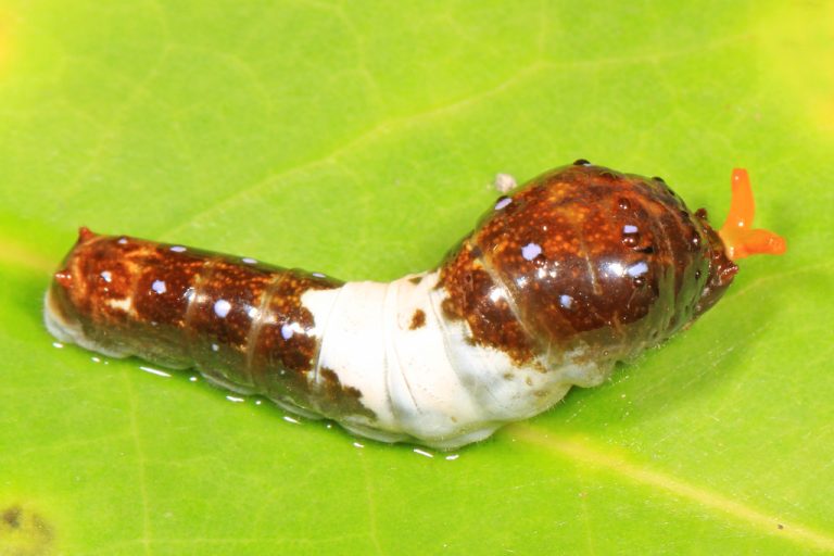 19 Different Types of Caterpillars in Ohio