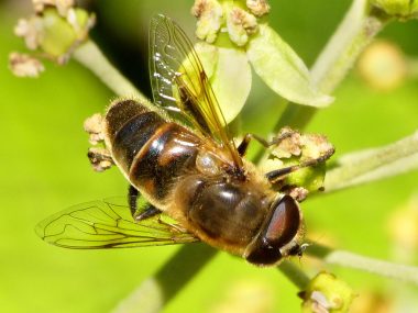 26 Different Types of Flies in New Jersey