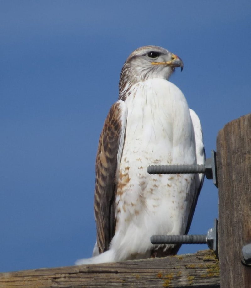 17 Different Types of Hawks in North America (With Pictures)