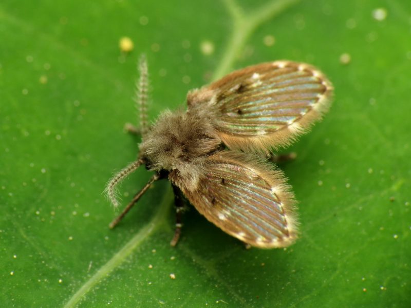 25 Different Types of Flies in Oklahoma (With Pictures)