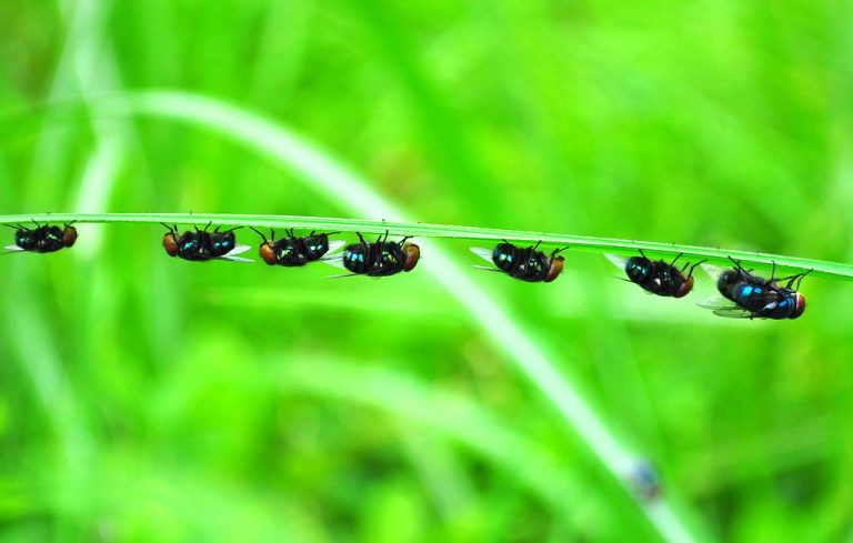 25 Animals That Eat Ants and Their Pictures