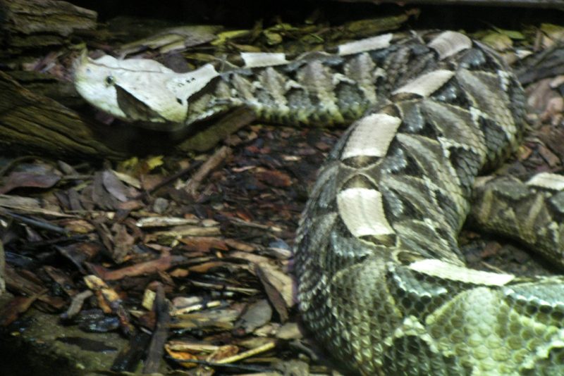 11 Snakes With the Biggest Heads in the World