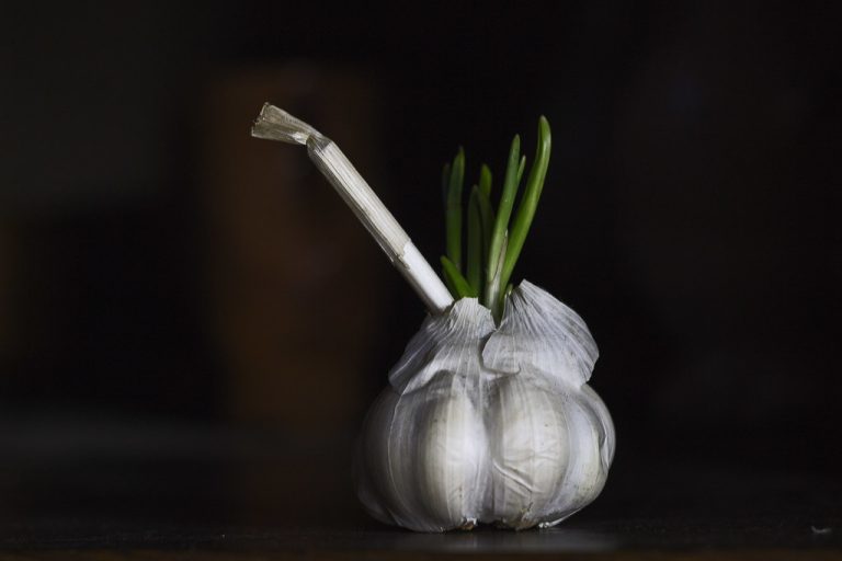 11 Plants That Repel Scorpions From Your Home