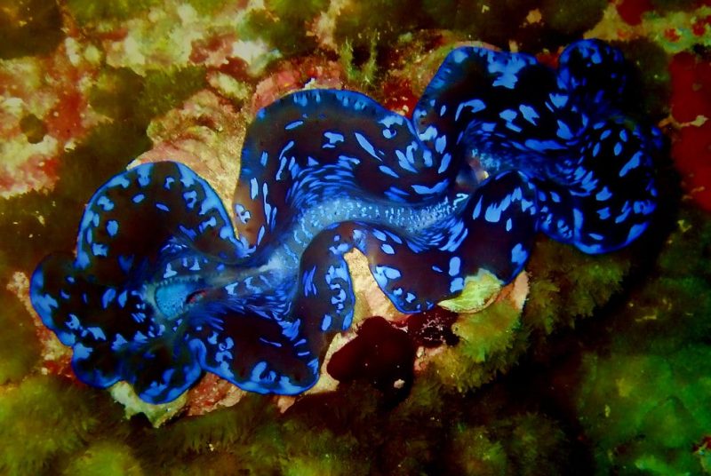 17 Animals With Shells and Their Pictures