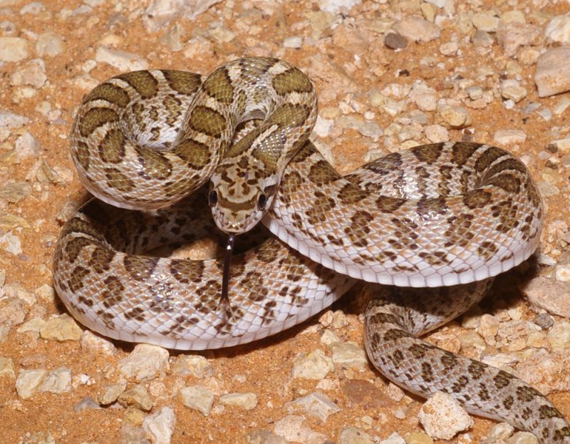39 Different Types of Snakes in Arizona (With Pictures)