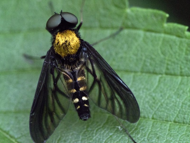 26 Different Types of Flies in New Jersey