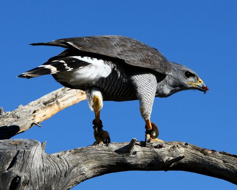 17 Different Types of Hawks in North America (With Pictures)