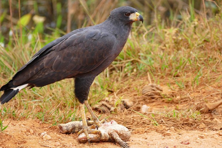 17 Different Types of Hawks in North America (With Pictures)