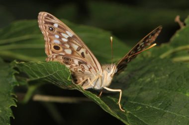17 Types of Butterflies in Canada (With Pictures)