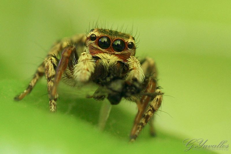 10 Animals That Eat Their Mates