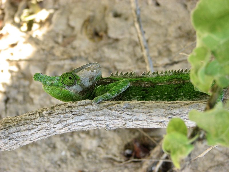 10 Animals That Eat Their Mates
