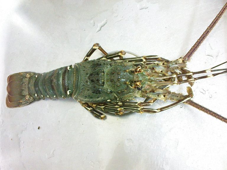 25 Animals That Eat Carrion