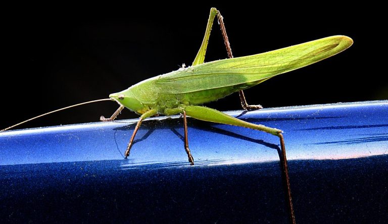 9 Different Types of Grasshoppers (With Pictures)