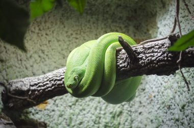 20 Animals With Scales and Their Pictures